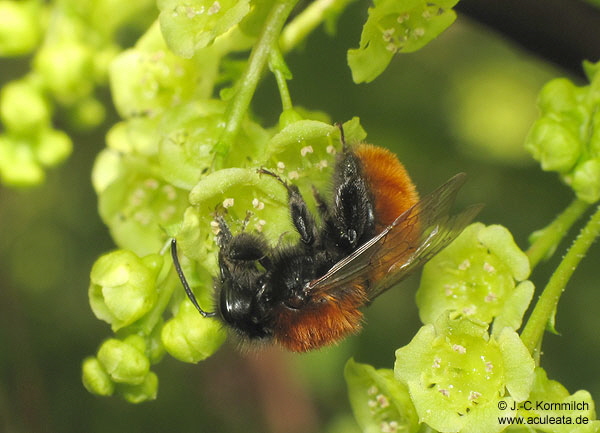 Andrena_fulva
