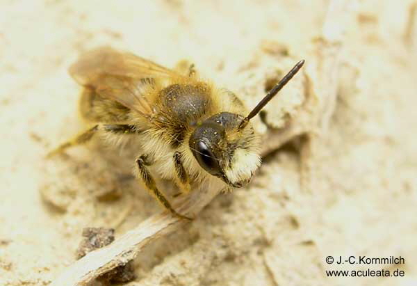 Andrena_humilis