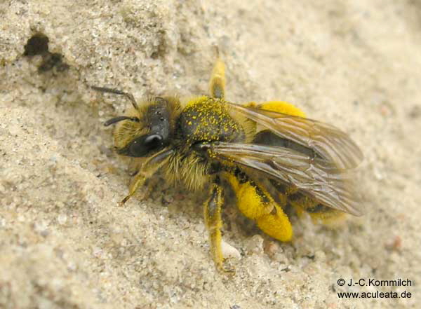 Andrena_humilis