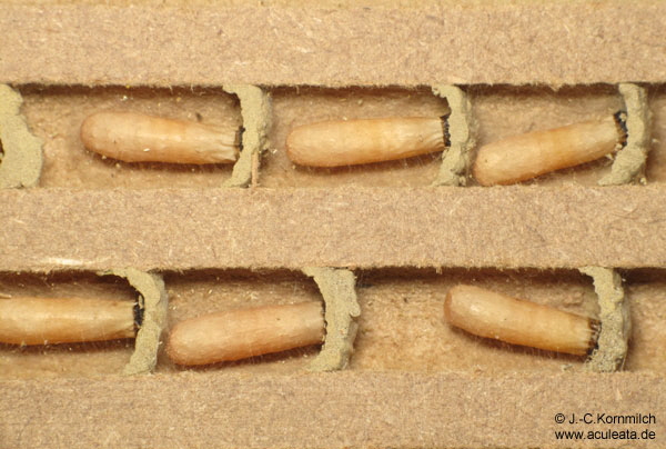 Die Stechimmen-Seite